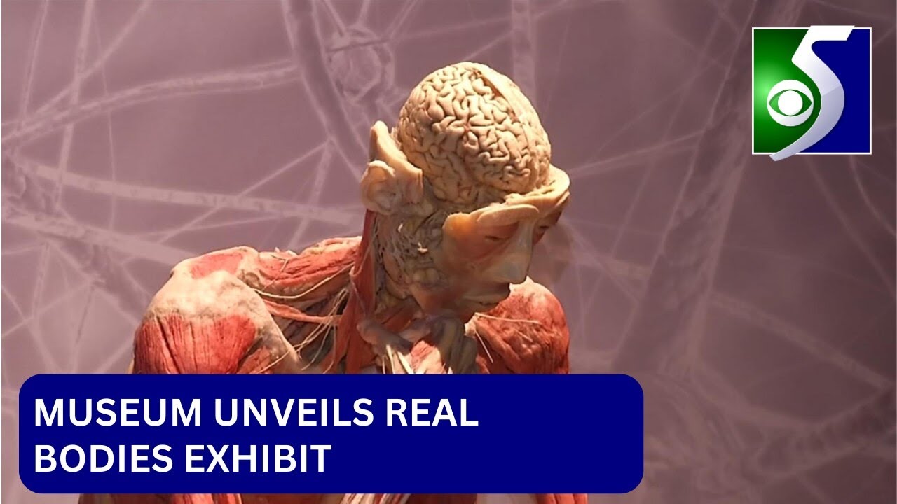 Real Bodies: The Exhibition - YouTube