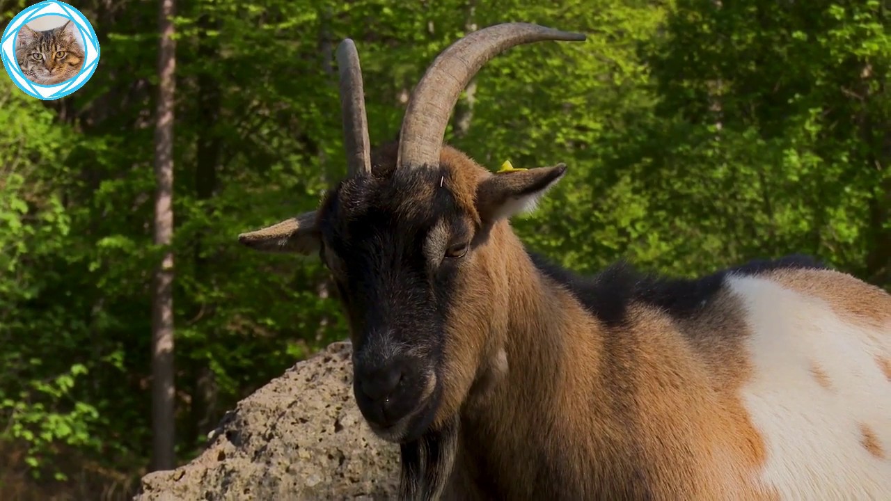 Best and funniest Goat videos compilation! | Funny Pet Videos | pet ...
