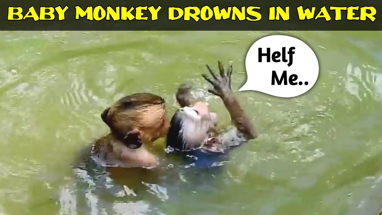Baby Monkey Drowned in Flood @WildlifeVlogs-qy3kv - YouTube