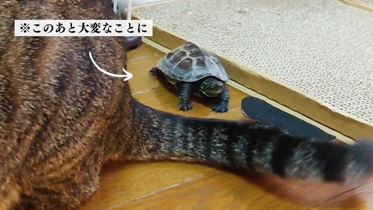 クサガメ軍曹、猫が好き過ぎて振り回される【Sergeant Turtle loves cats so he chases them ...