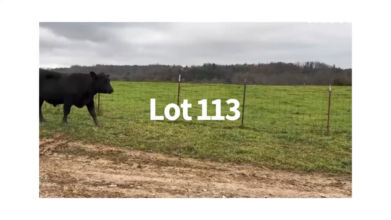 Lot 113 - YouTube