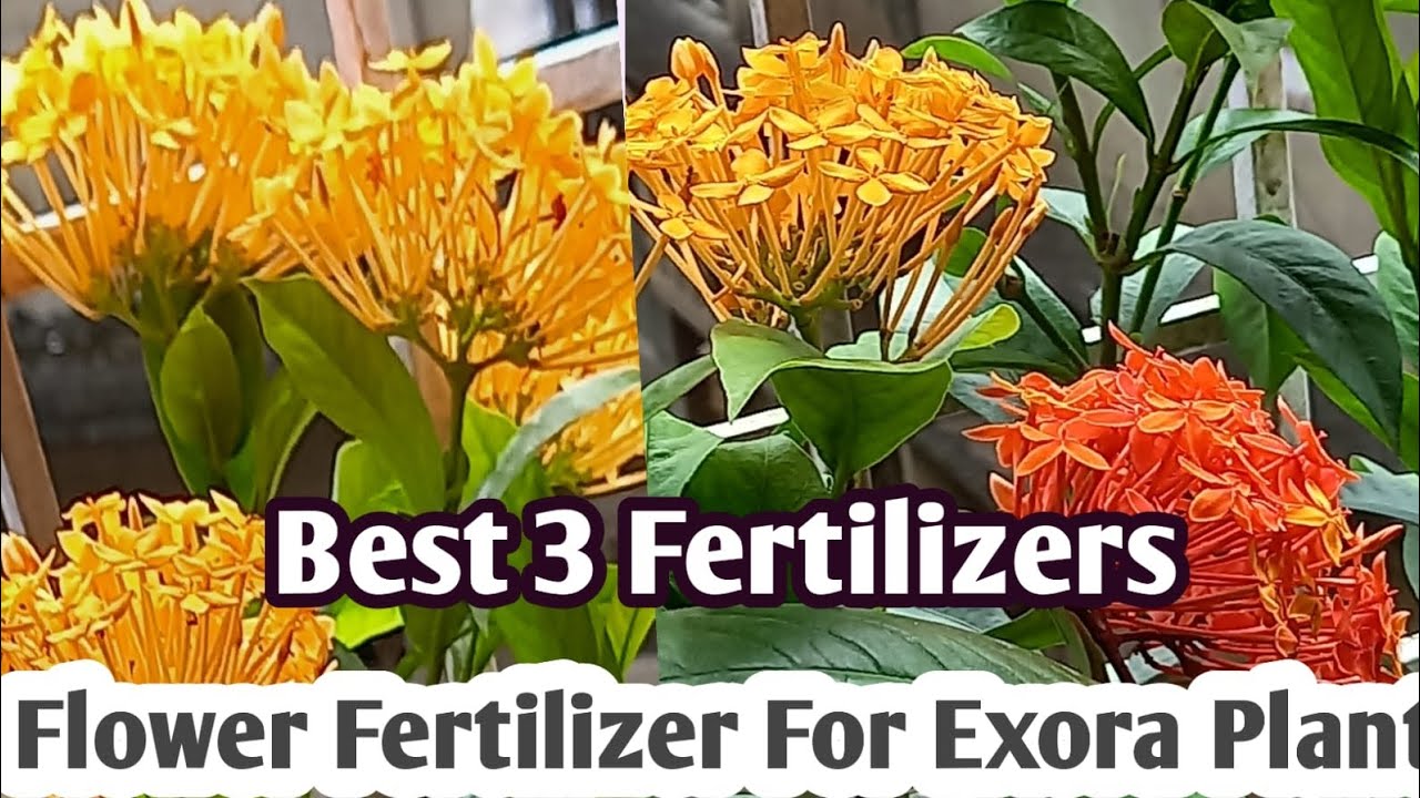 Best Flower Fertilizer For Exora Plant. Exora Plant Care & Fertilizer ...