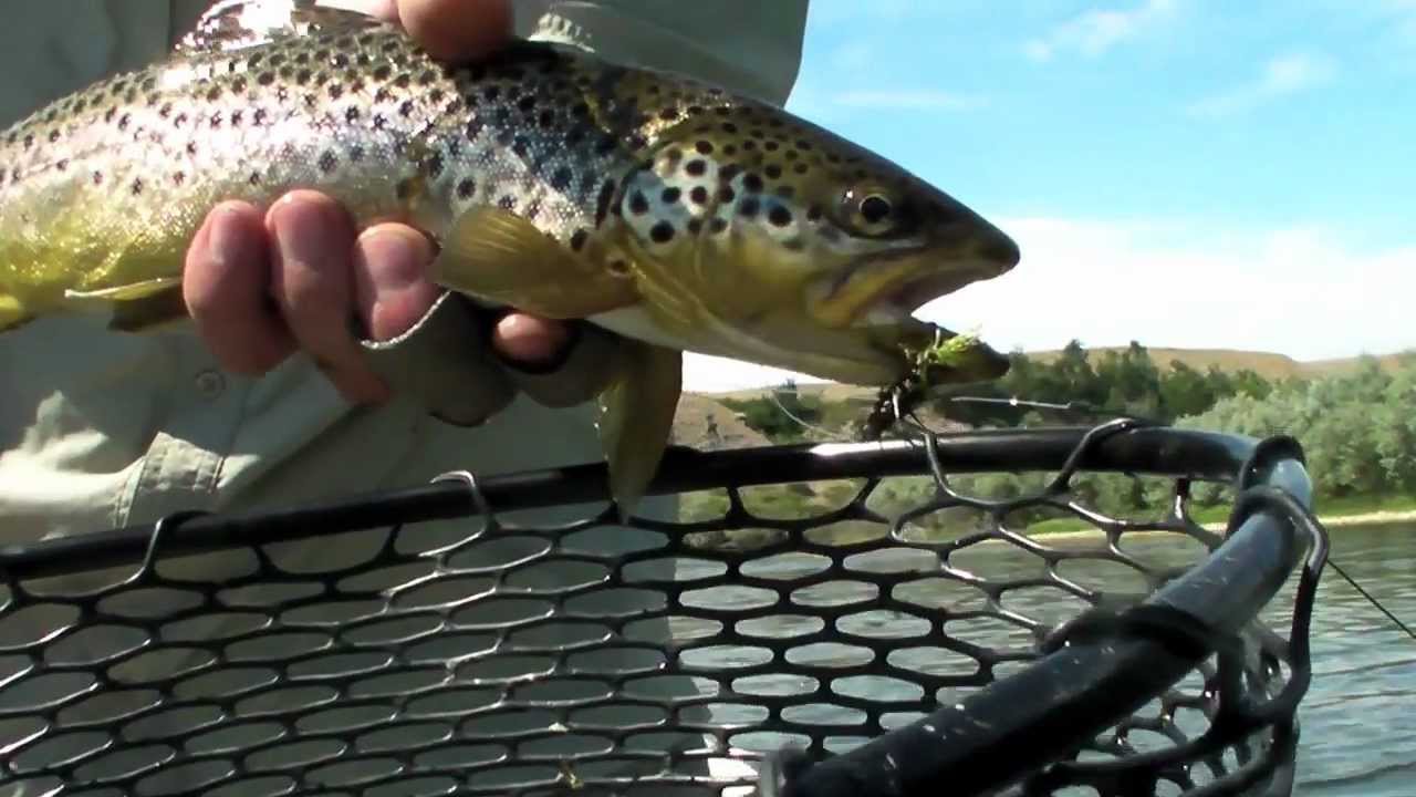 Trout Media - The Horn - YouTube