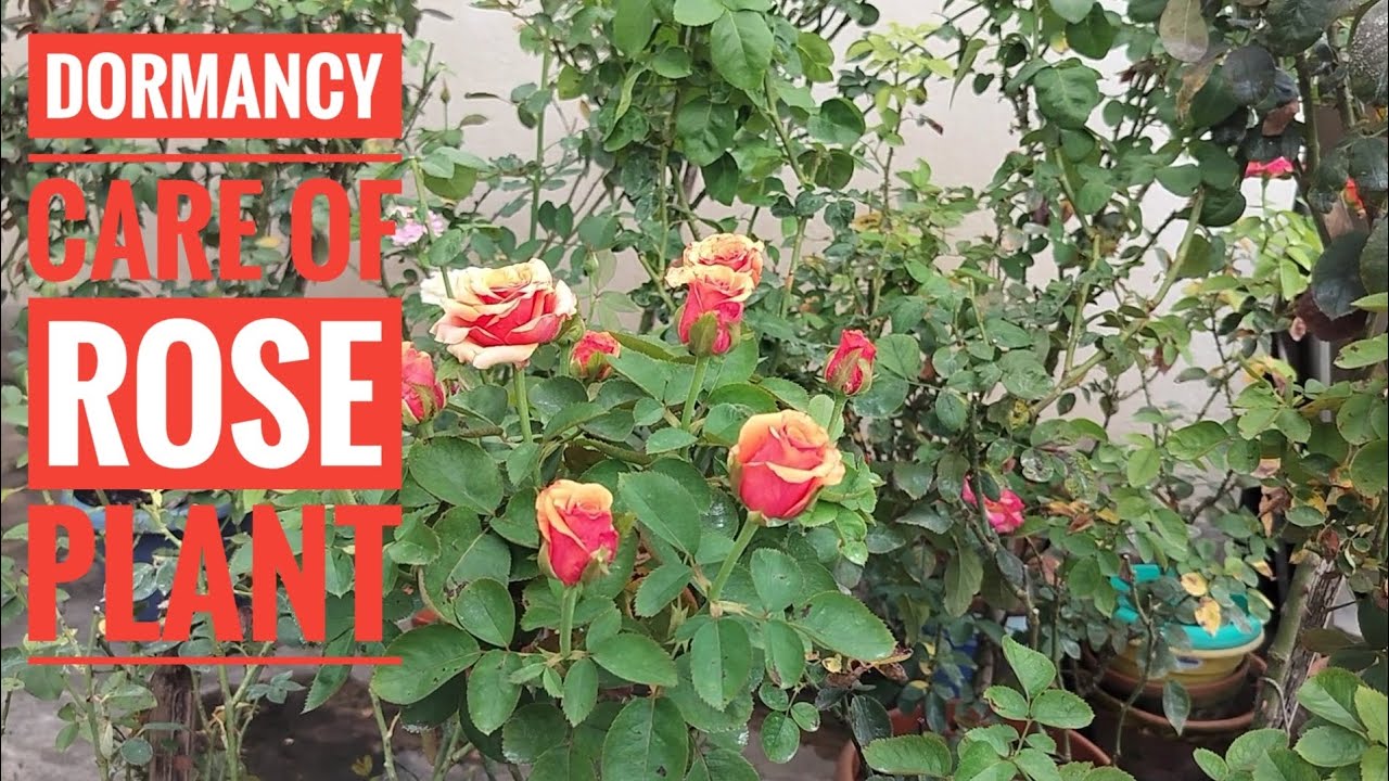 Understanding the Dormancy of Rose Plants 🌹 - YouTube
