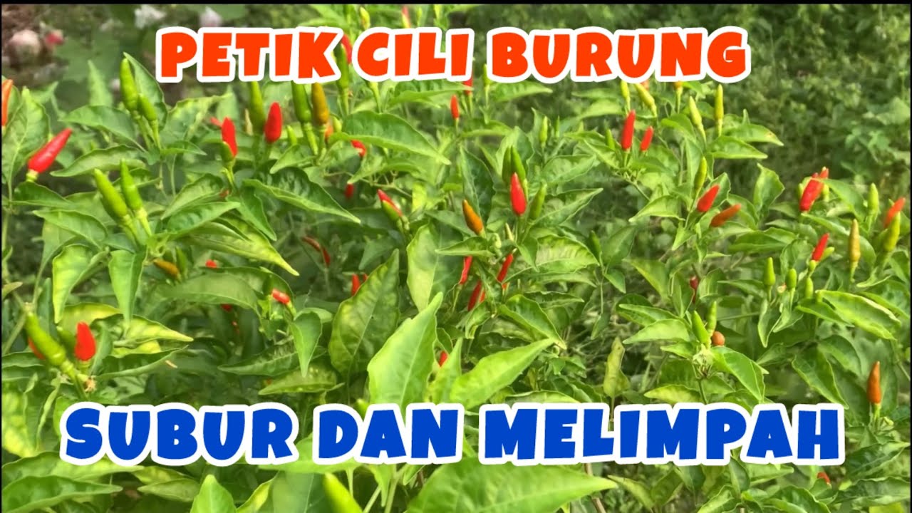 Petik Lada Burung /cili burung .. MELIMPAH DI SEKITAR RUMAH - YouTube
