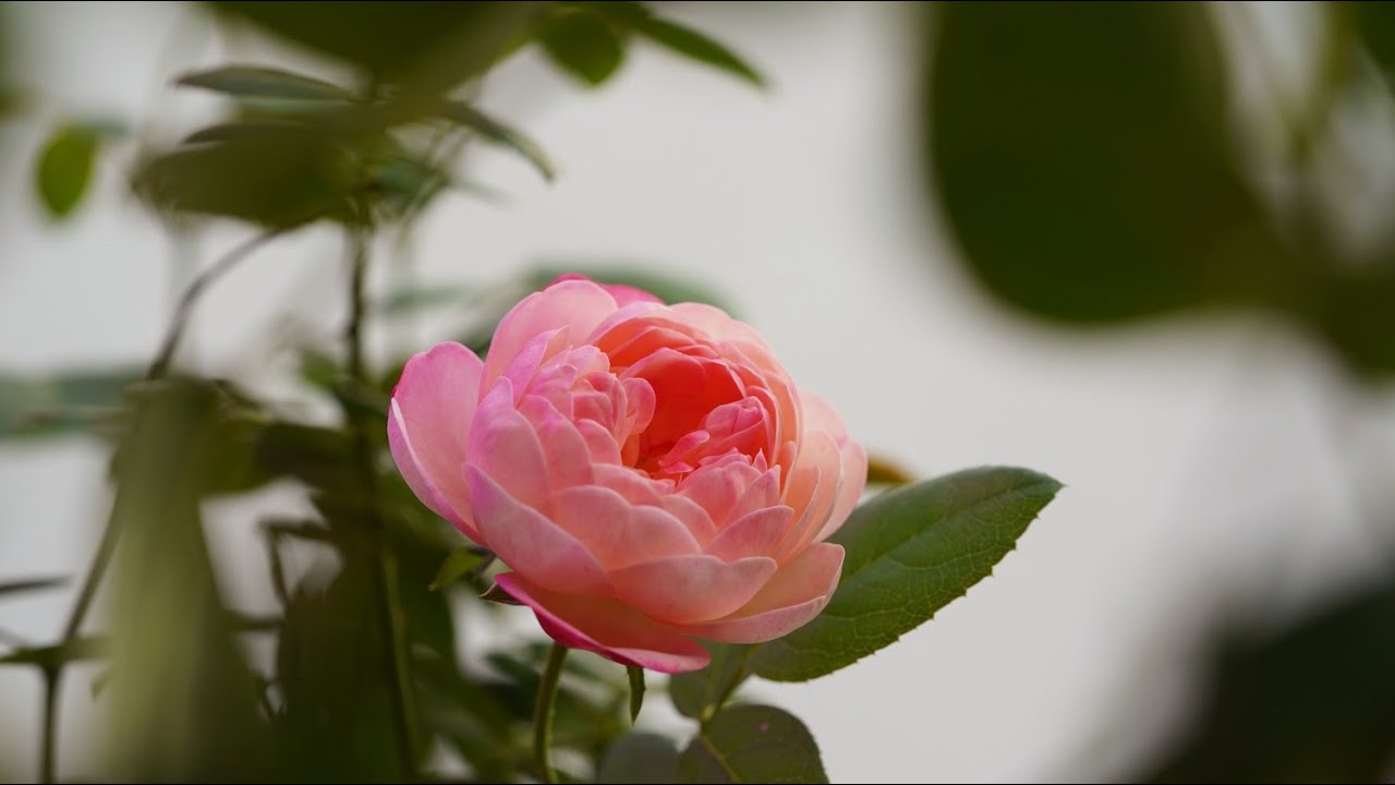 Tatami Room rose / The Lantern of God rose _ Zone 10B _ Ho Chi Minh ...