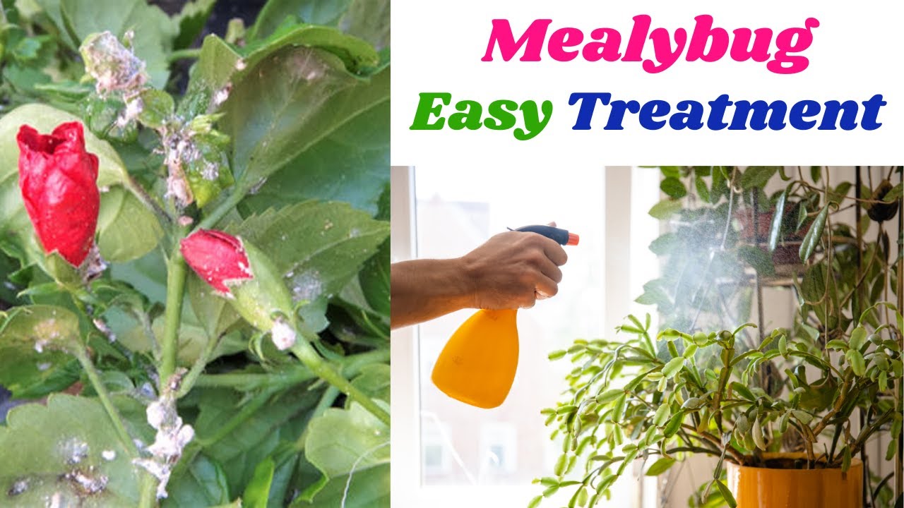 Mealybug Easy Treatment | Simple Solution for Mealybug or White insects ...