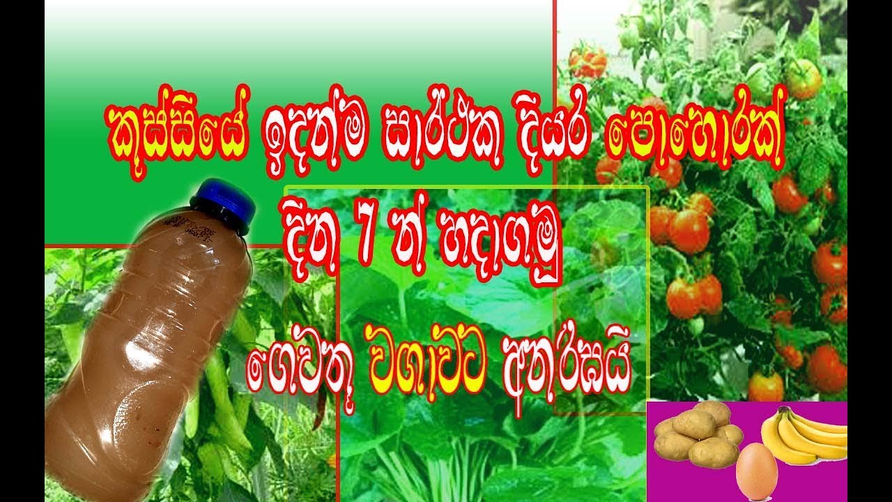kabanika Diyara pohora | Liquid fertilizer | diyara pohora | Rauma wate ...