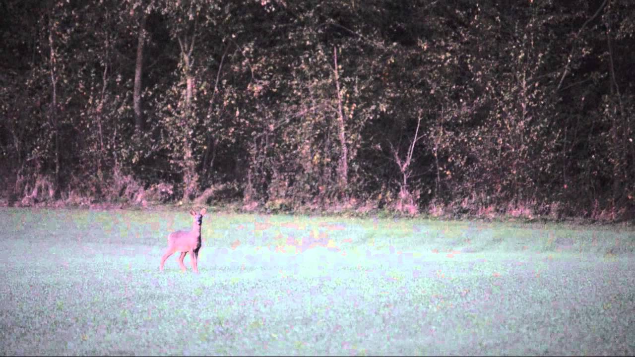 Aboiement Chevreuil ArtiGo Rodolphe de Decker - YouTube