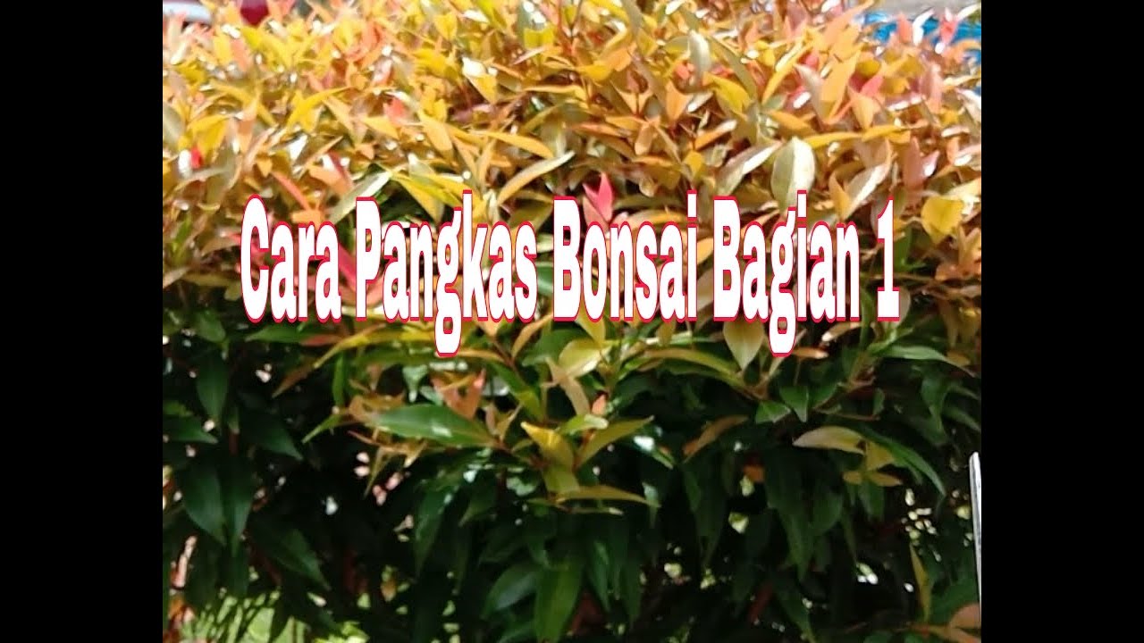 CARA PANGKAS BONSAI PUCUK MERAH BAGIAN 1 - SISAKAN BAGIAN UJUNG ATAS ...