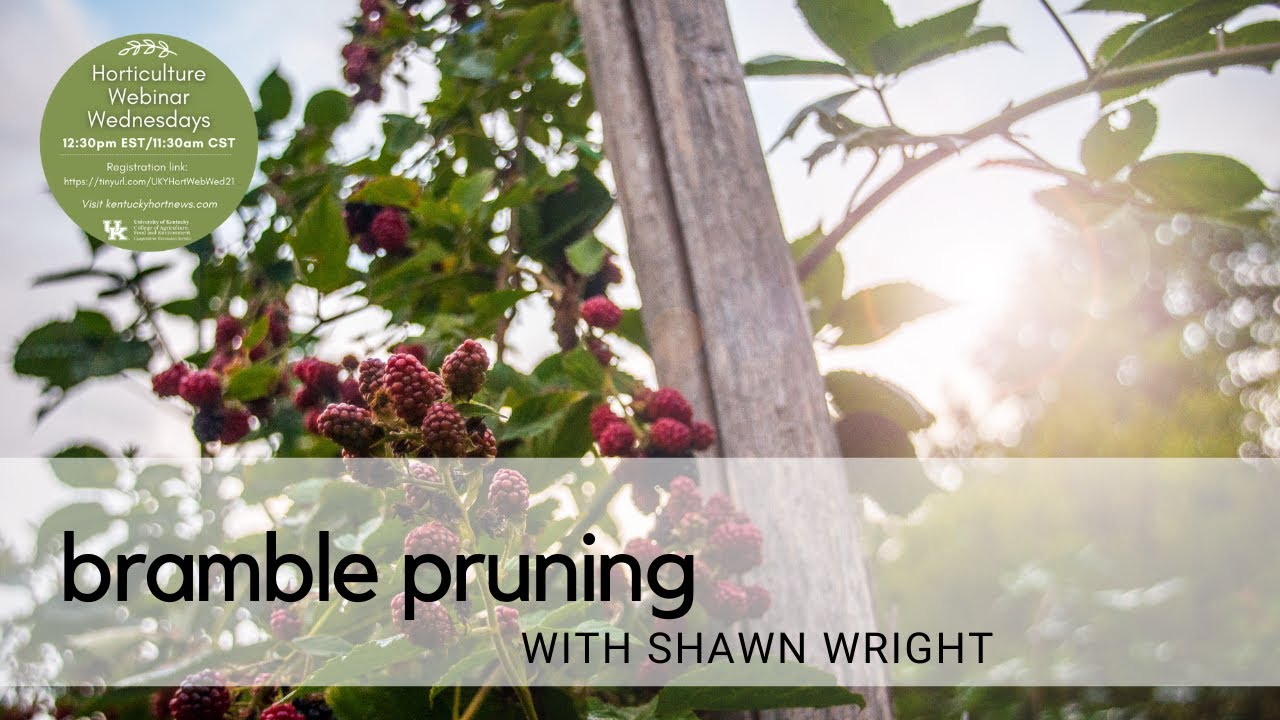 Bramble Pruning - YouTube
