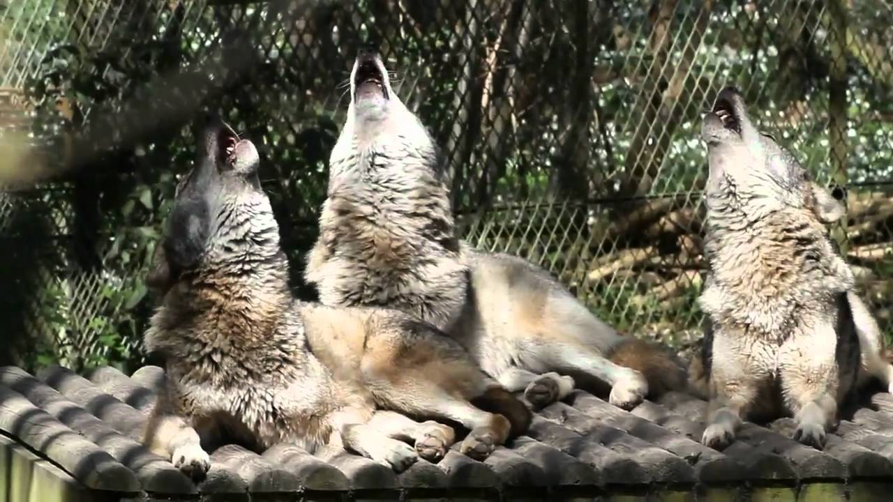 Wolves howling at Wildwood - YouTube