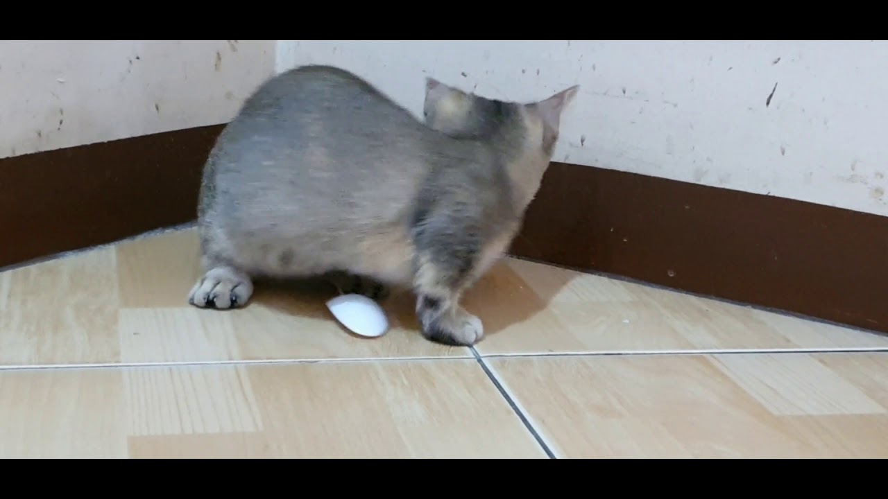 Funny Munchkin Cat - YouTube