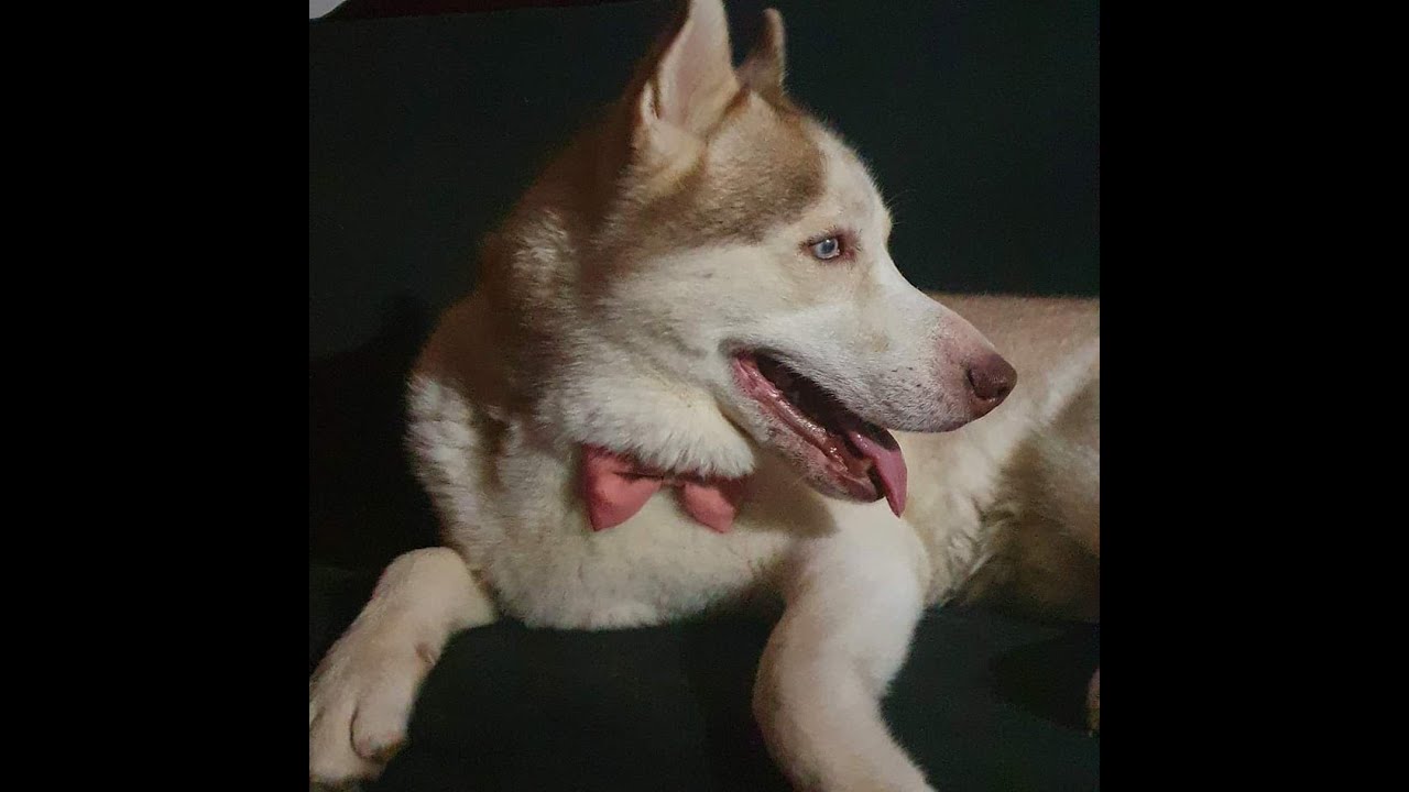 Siberian Husky Intro | Duke - YouTube