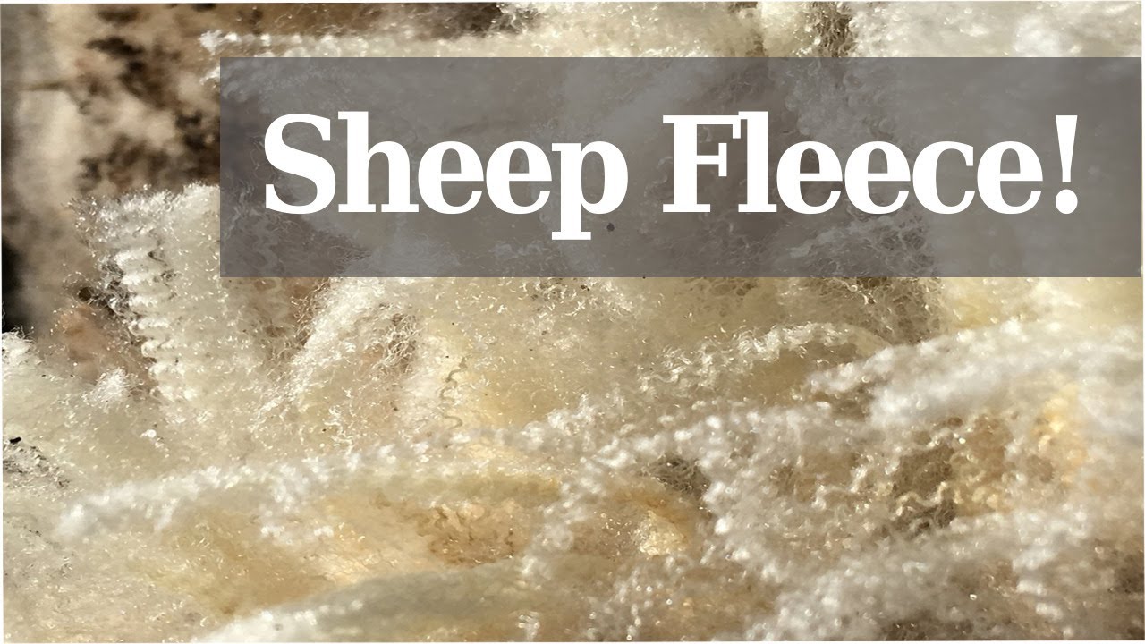 Washing A Raw Sheep Fleece In A Top loading Washer YouTube washing-a-raw-sheep-fleece-in-a-top-loading-washer-youtube