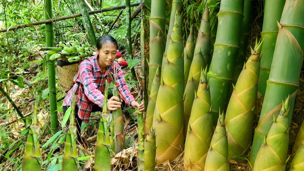 Harvesting Bamboo shoots - goes to the market to sell with my daughter ...