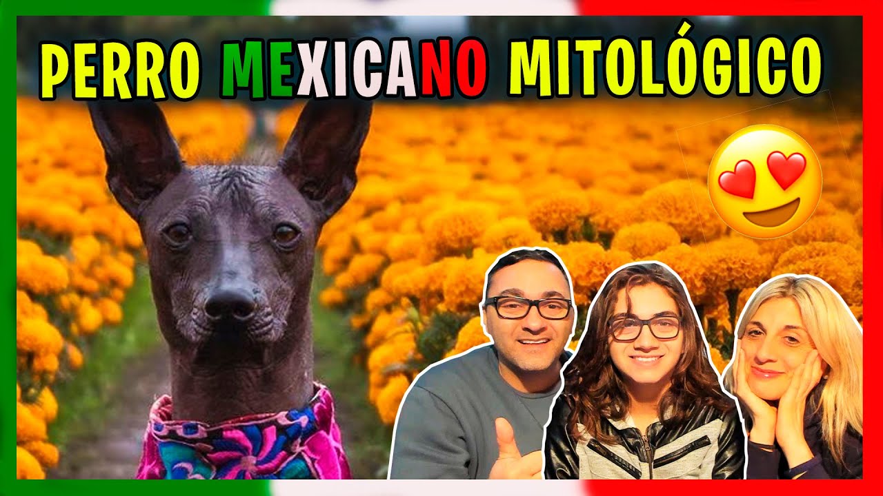 REACCION al perro mexicano MITOLÓGICO sin PELO, XOLOITZUINTLE 🐕 - YouTube