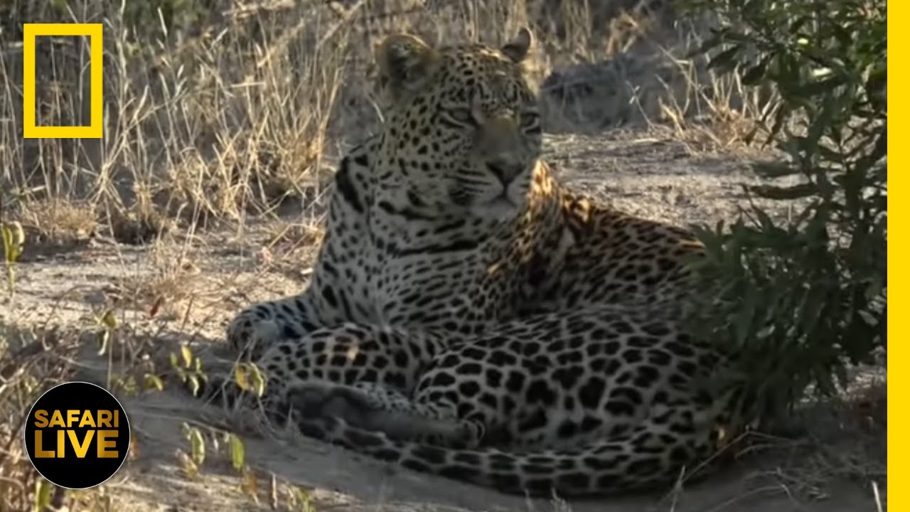 Safari Live - Day 376 | National Geographic - YouTube