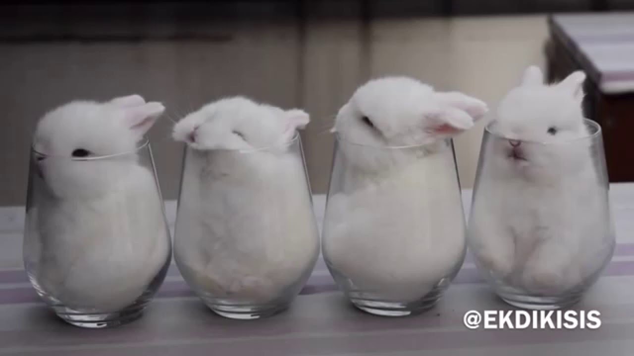 Baby Bunnies In Cups - [ impressive video ] - YouTube