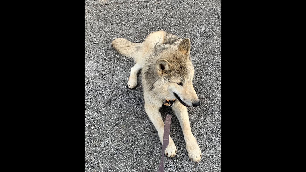 Positive Training - Recall With A High Content Wolf Dog How To Teach ...