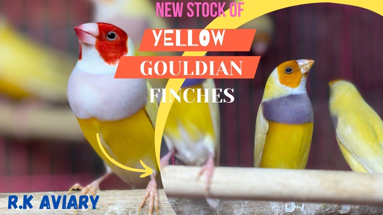 NEW STOCK IN Yellow Gouldian finches || Double factor yellow gouldian ...