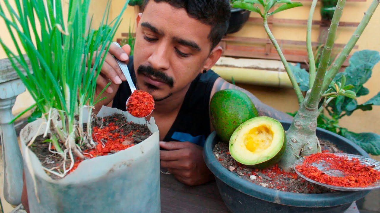 Adubo caseiro INCRÍVEL - Adubação orgânica Grátis - YouTube