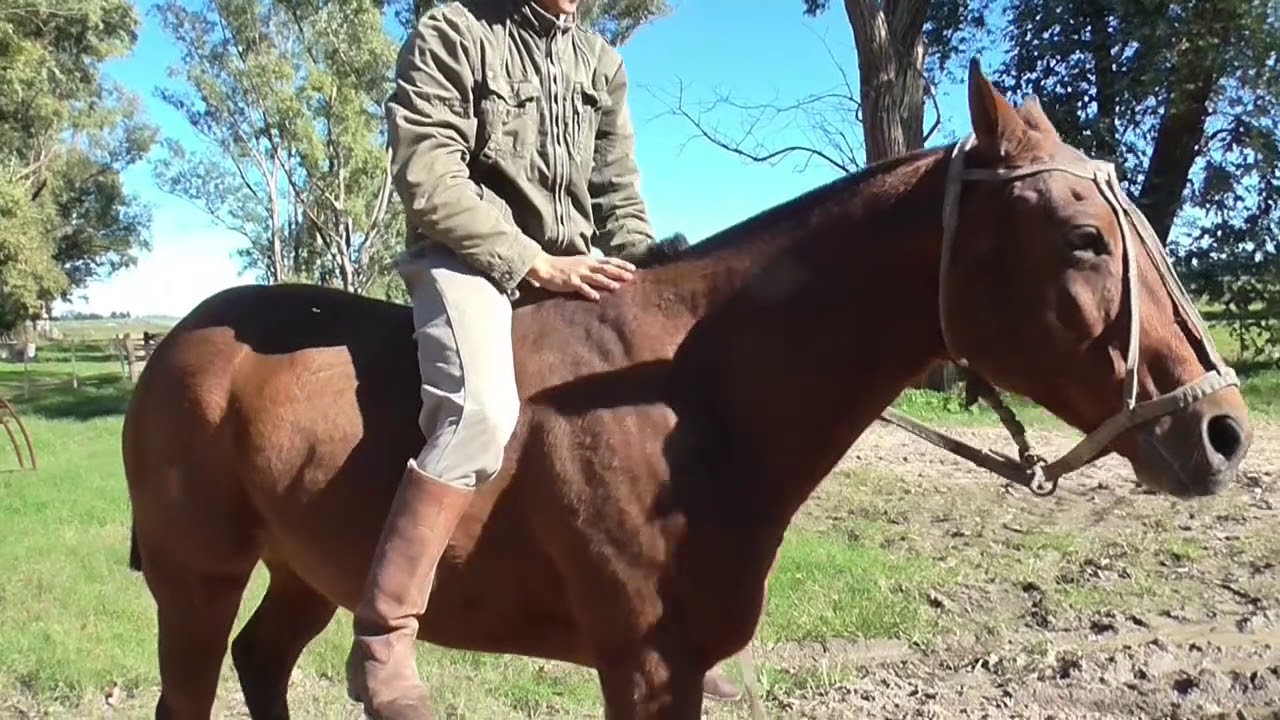 Zaino colorado cruza Cuarto de Milla EXCELENTE $36000 WWW.LOSEQUINOS ...