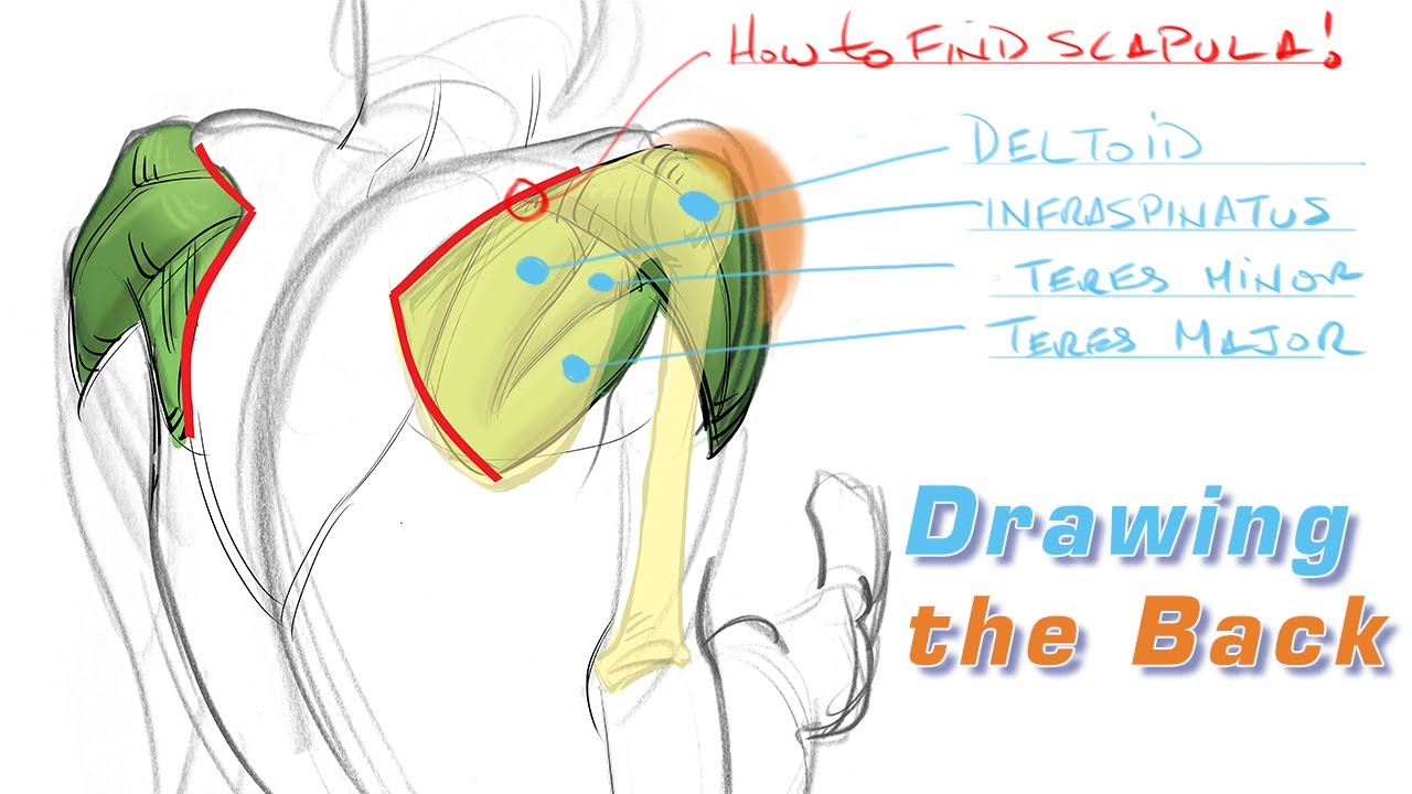 Where to start Drawing the Back : FORCE Friday 118 - YouTube