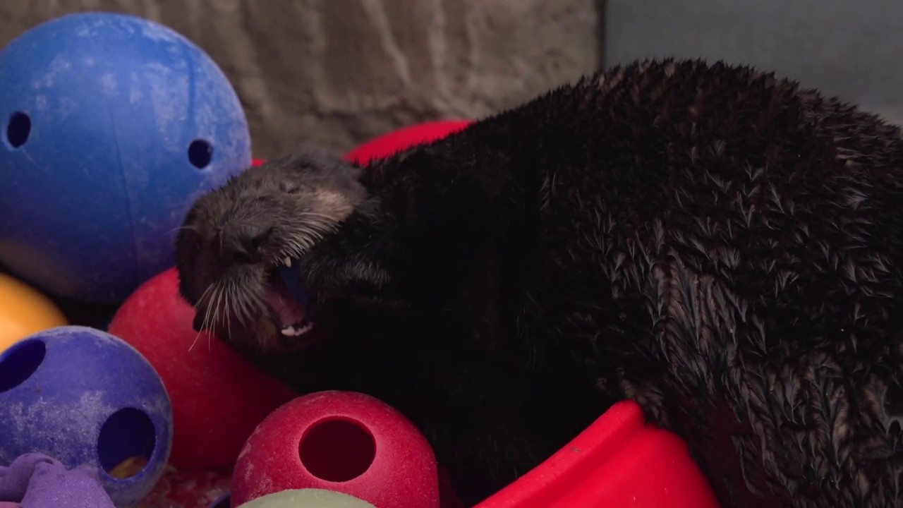 Otters Enjoying a Special Easter Treat - YouTube