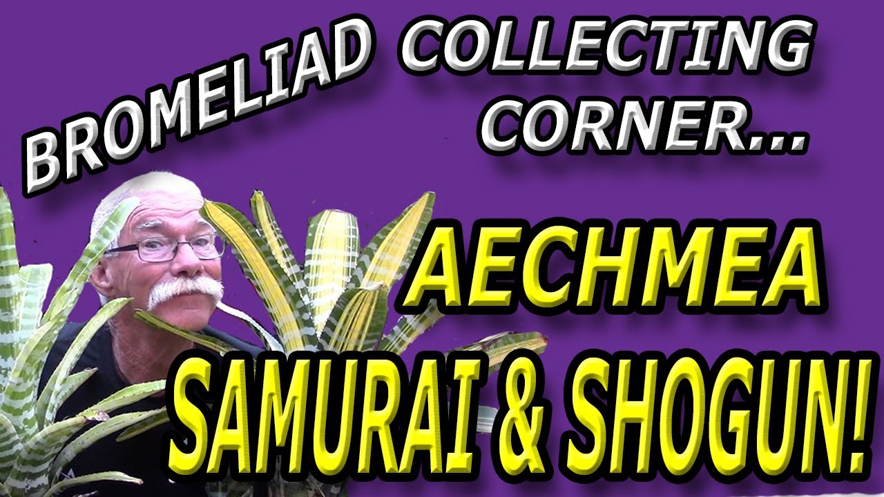 Bromeliad Collecting Corner: Aechmea Samurai and Shogun! - YouTube