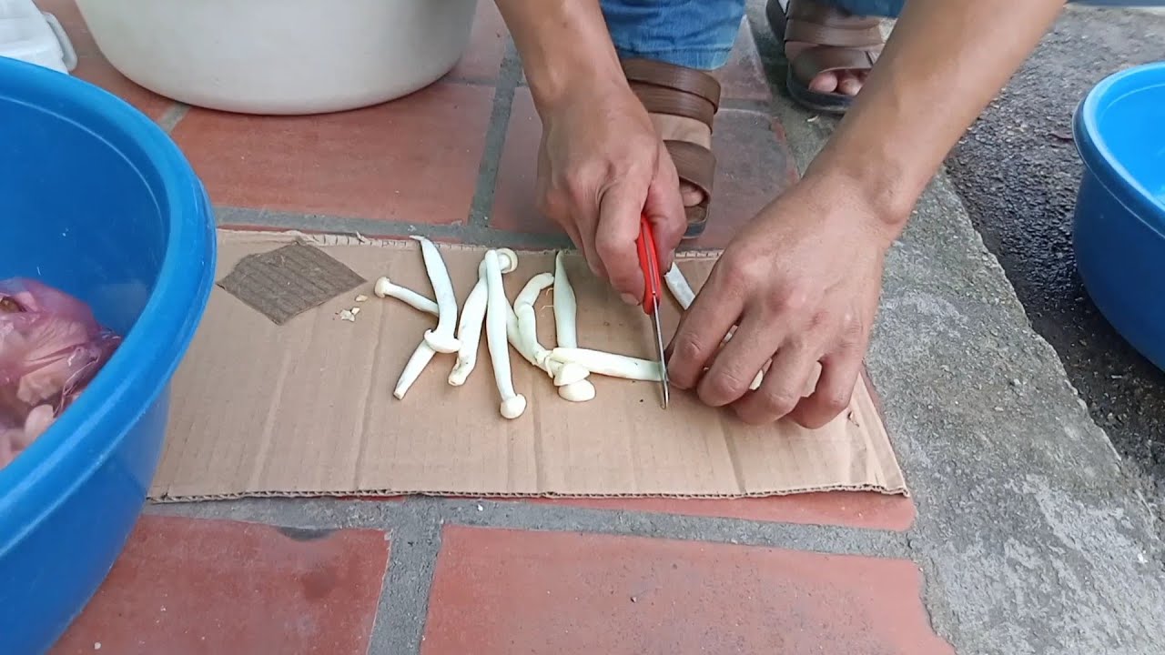 Làm giống nấm trên bìa cat-tong - YouTube