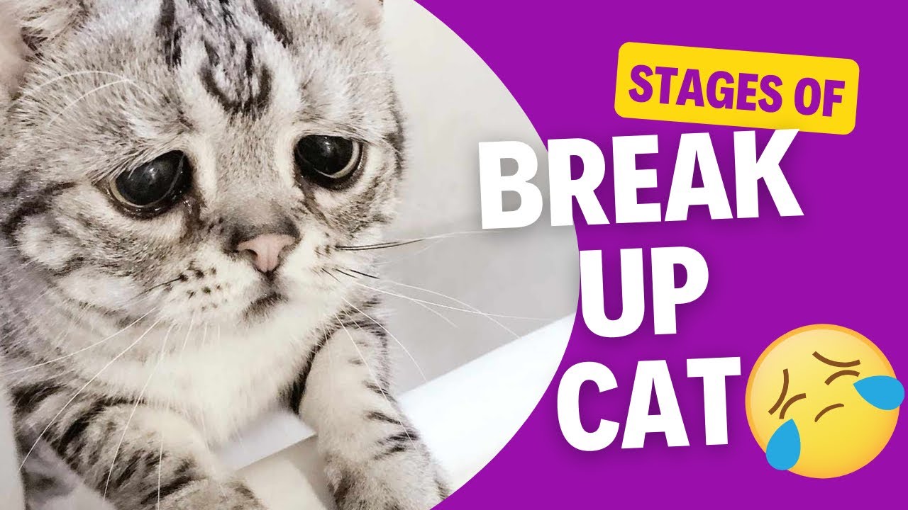 Funny cat videos / Cat Videos 1 Minutes compilation / Breakup Cat - YouTube