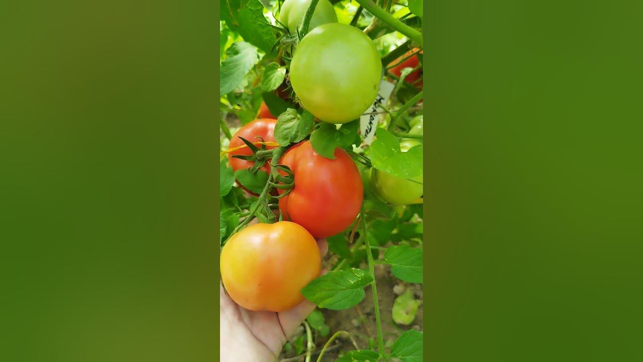 Мамонтенок, Запуняка, Бийский розан- томаты от фирмы Семена Алтая ...