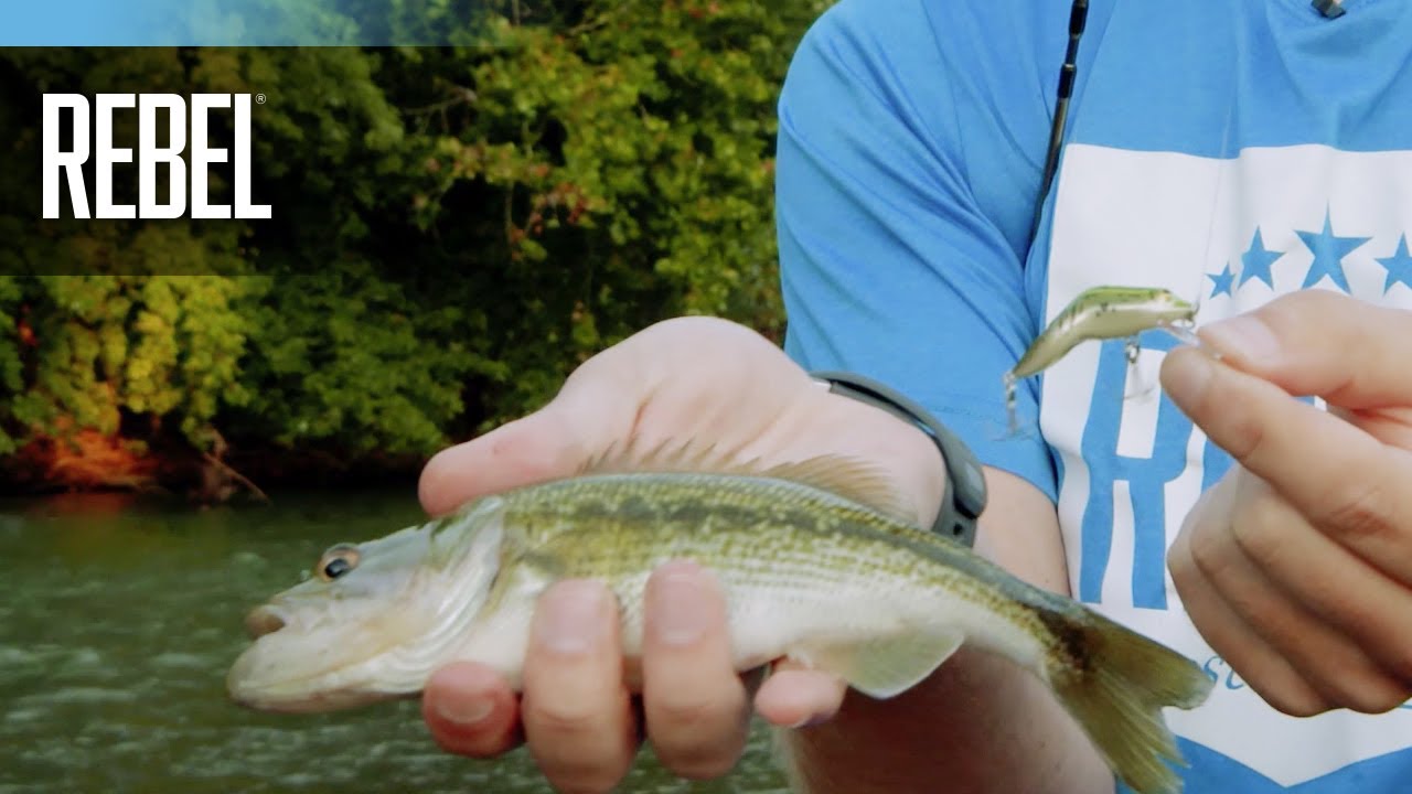 Rebel Teeny Wee Frog Features - YouTube