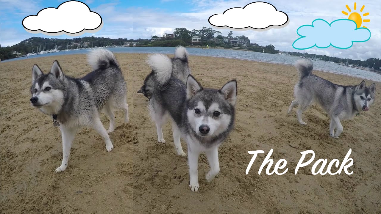 Siberian Mini Husky & The Pack HD - YouTube