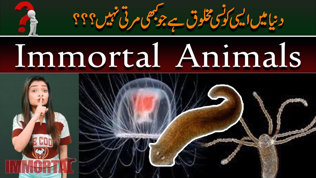 The Secret to Eternal Life? Exploring the World of Immortal Animals I ...