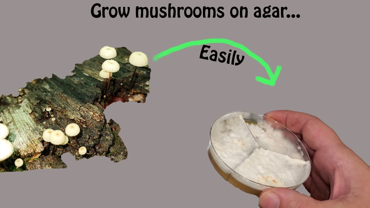How to inoculate agar with mushroom spores (Marasmius rotula) - YouTube