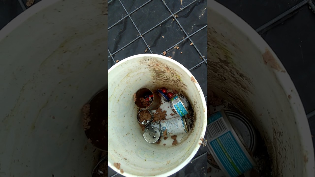 Air rifle coon hunt shooting gallery pt 1 - YouTube