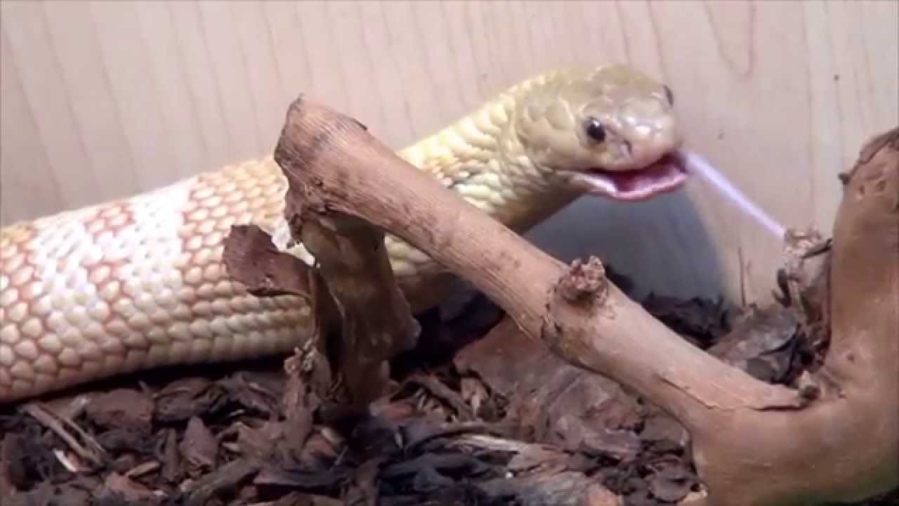 Orange Pastel Monocled Cobra Update - YouTube