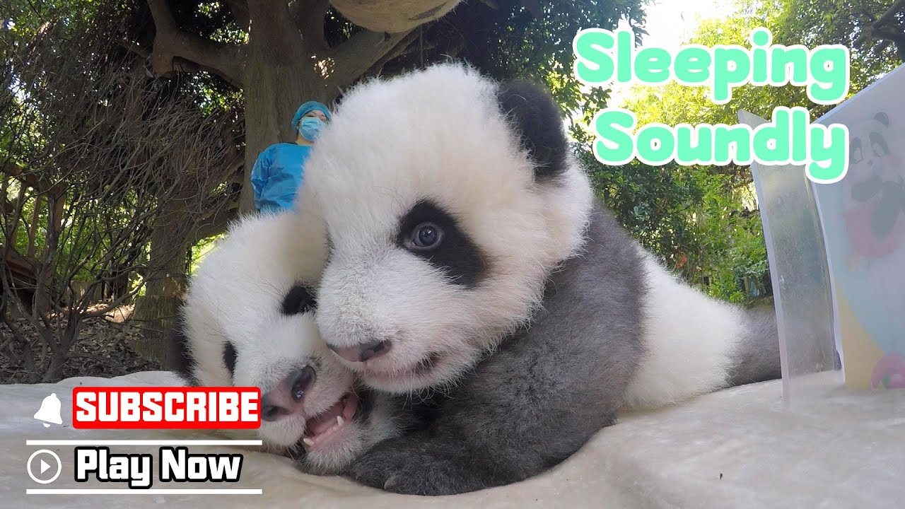 Shhh! Let’s Talk Quietly! My Friend Is Catching Some Sleep | iPanda ...