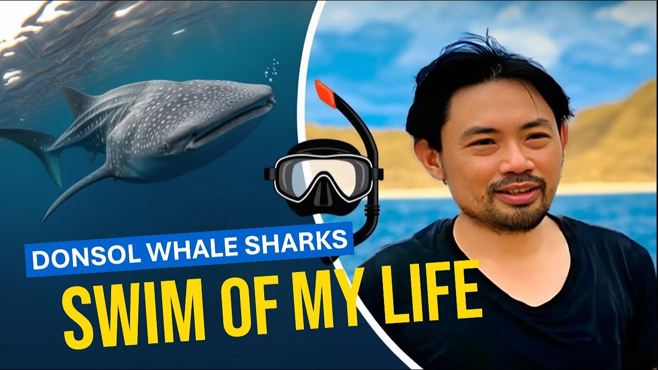 I Swam With Donsol Whale Sharks: Most Unforgettable Swim of My Life!🇵🇭 ...