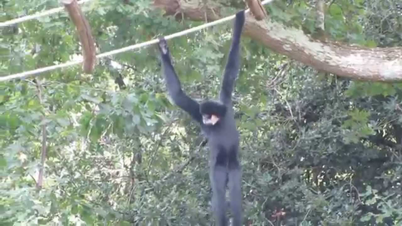 Funny and Amazing Gibbon Dance ! La drôle de danse du gibbon ! / Full ...