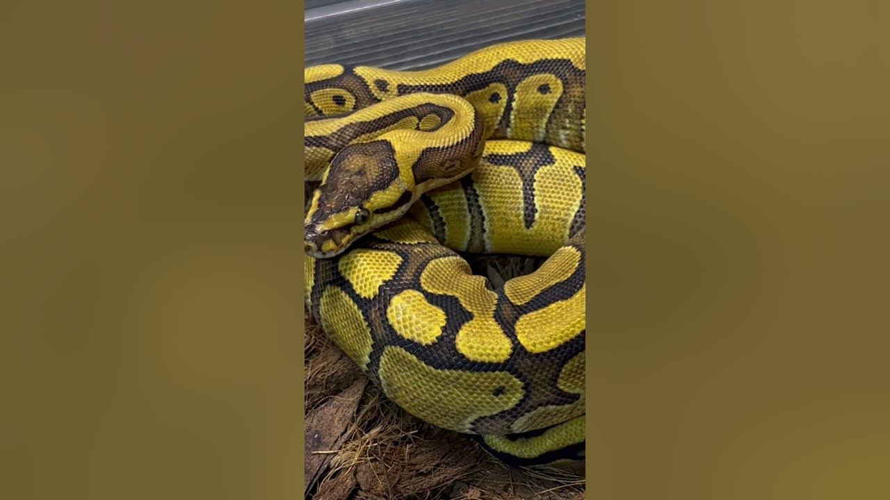 Red Stripe Python 🐍 #python #ballpythonmorph #python regius #shorts ...