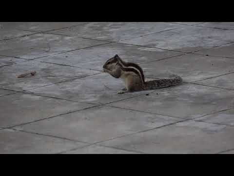 Free Squirrel Stock Footage|| Squirrel Feeding in Slow motion|| HD Stock Footage|| Lord Krishna TV