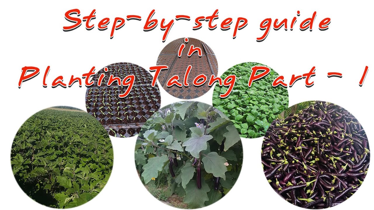 Step-by-step guide in Talong Planting part 1 - YouTube