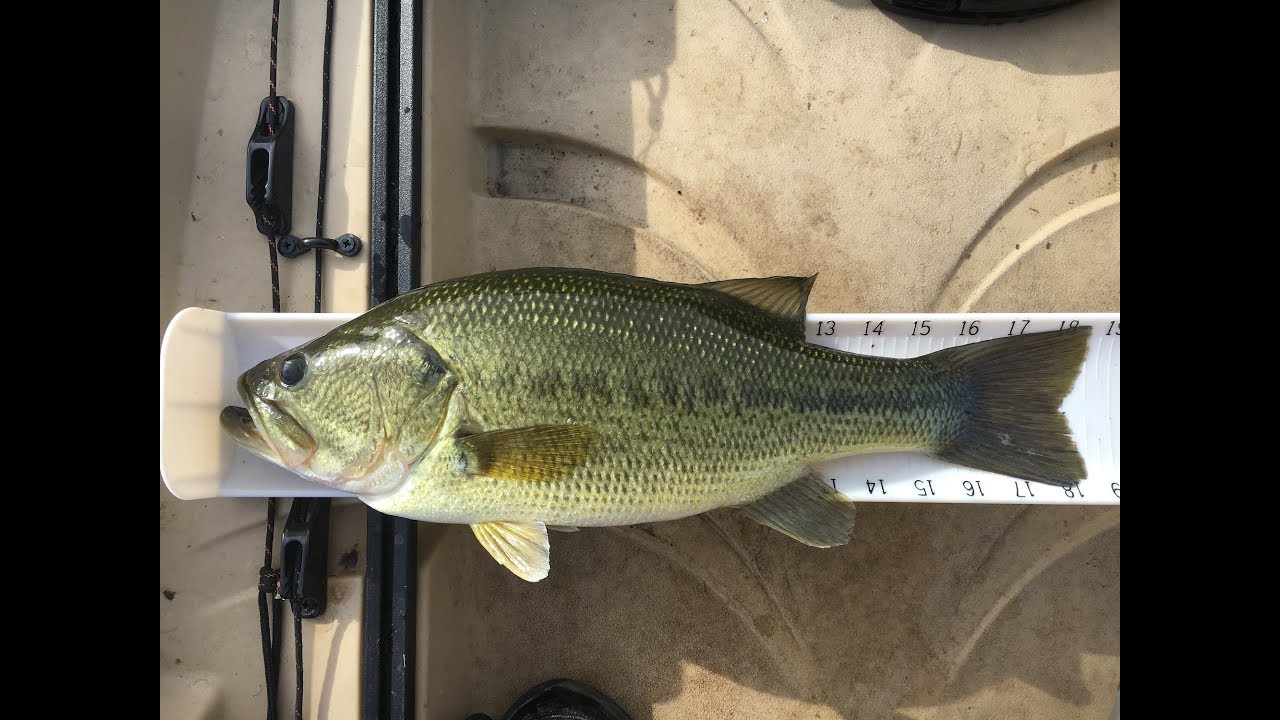 Secret to catching BIG BASS Revealed! - YouTube
