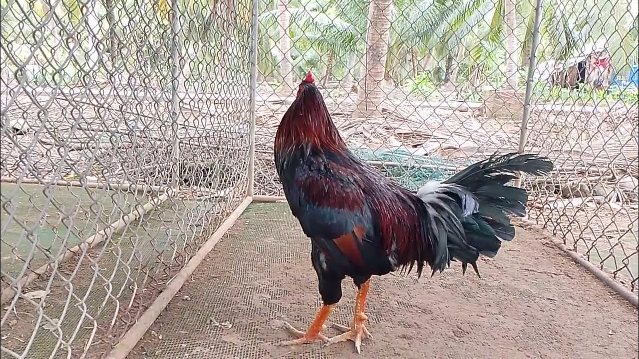 3kg2. tay gân lực. ae xem vui - YouTube