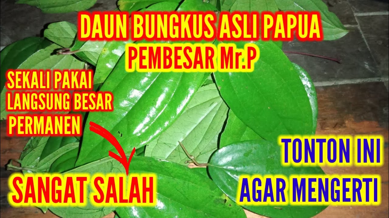 kesalah Pahaman Tentang Cara Kerja Daun Bungkus/Daun 3 Jari Asli Papua ...