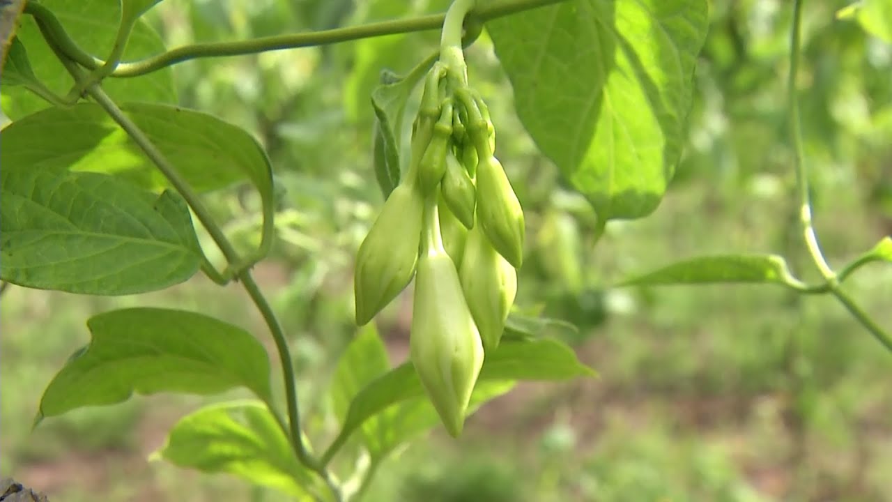 Hechos del Agro - Mujeres productoras de loroco - YouTube