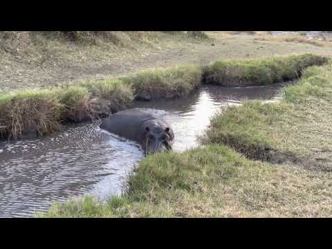 Hippo Pooping in Kenya